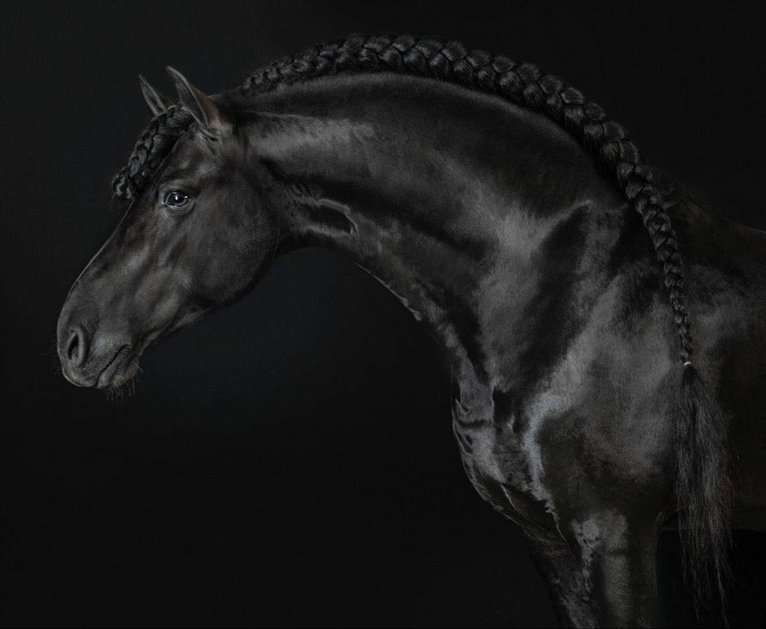 Solve The stunning Frisian Stallion called Limited Edition. jigsaw ...