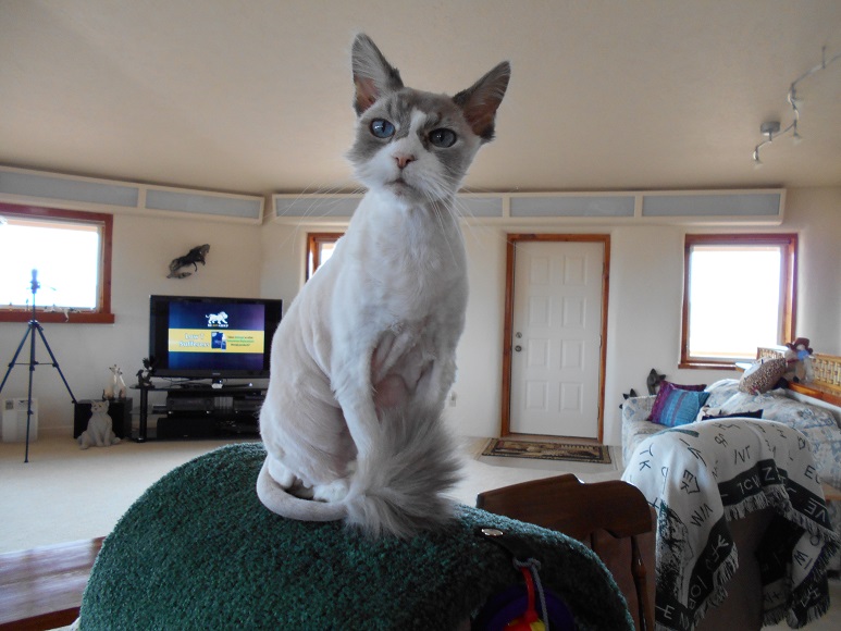 Solve Fuzz Butt sitting tall and very proud of her new haircut ...