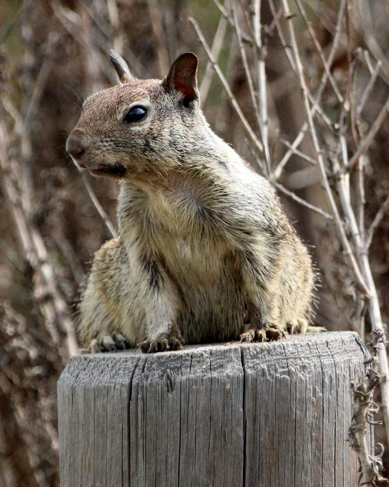 Solve Ground Squirrel, Lagoon Trail, Del Mar, California jigsaw puzzle ...