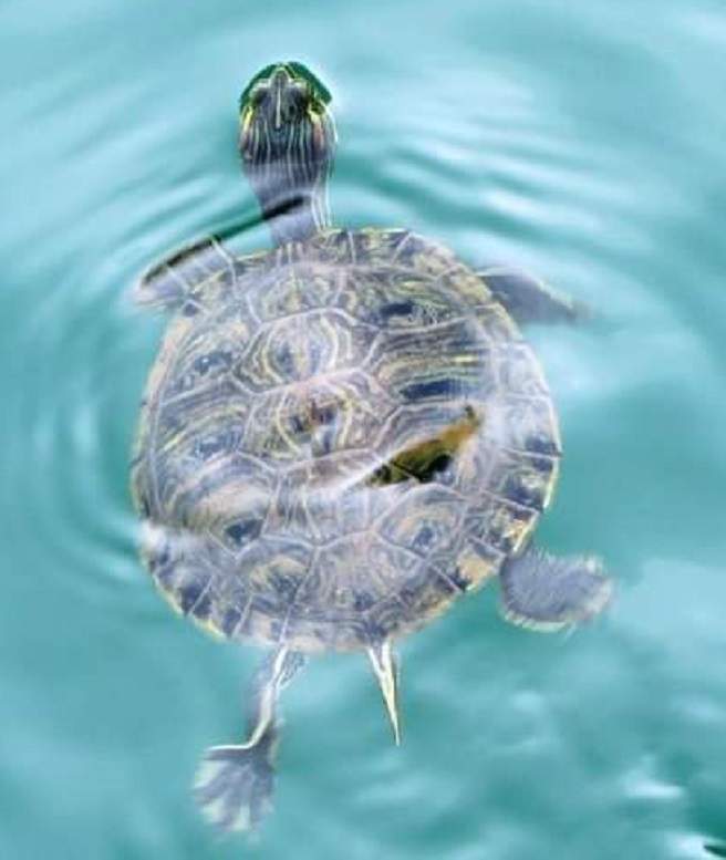 Solve Deb Odell's Turtle jigsaw puzzle online with 56 pieces