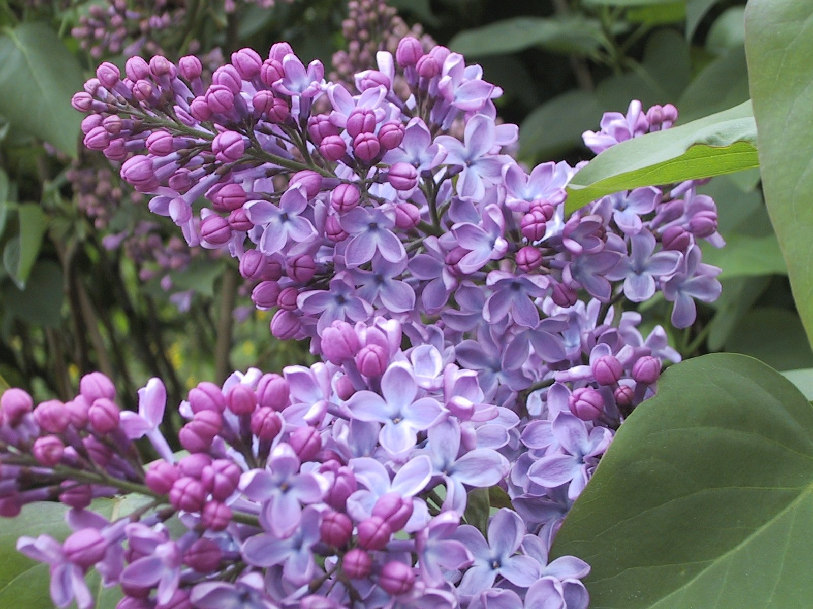 Solve Lilac jigsaw puzzle online with 192 pieces