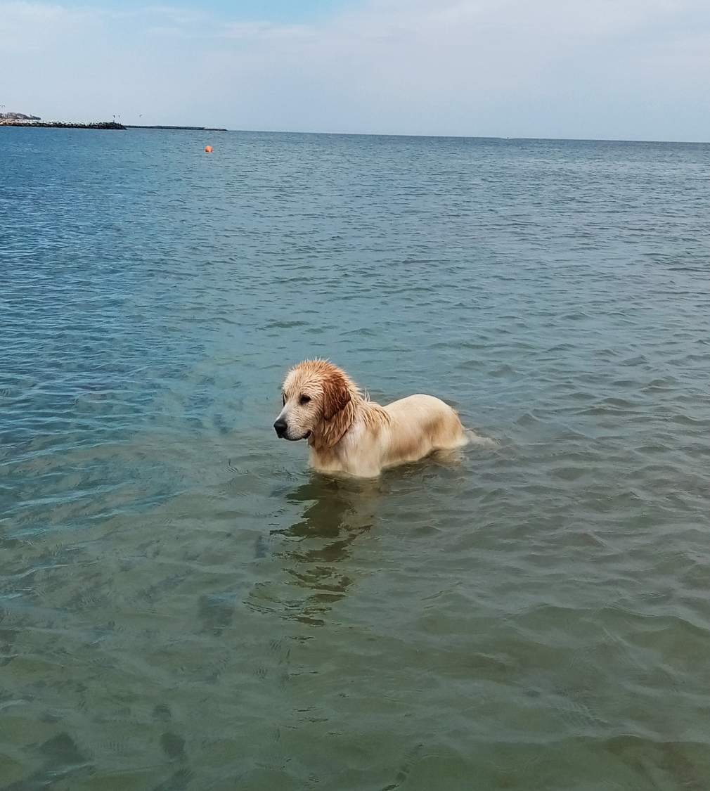 Solve Dog 1 jigsaw puzzle online with 30 pieces