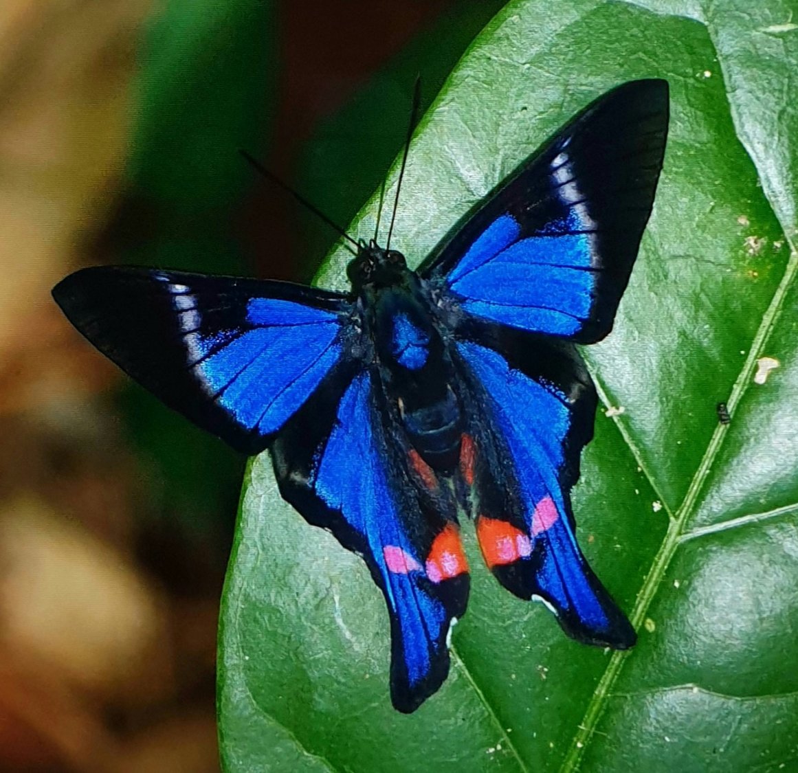 Puzzle | 25 pièces | RHETUS PERIANDER BUTTERFLY | Jigidi