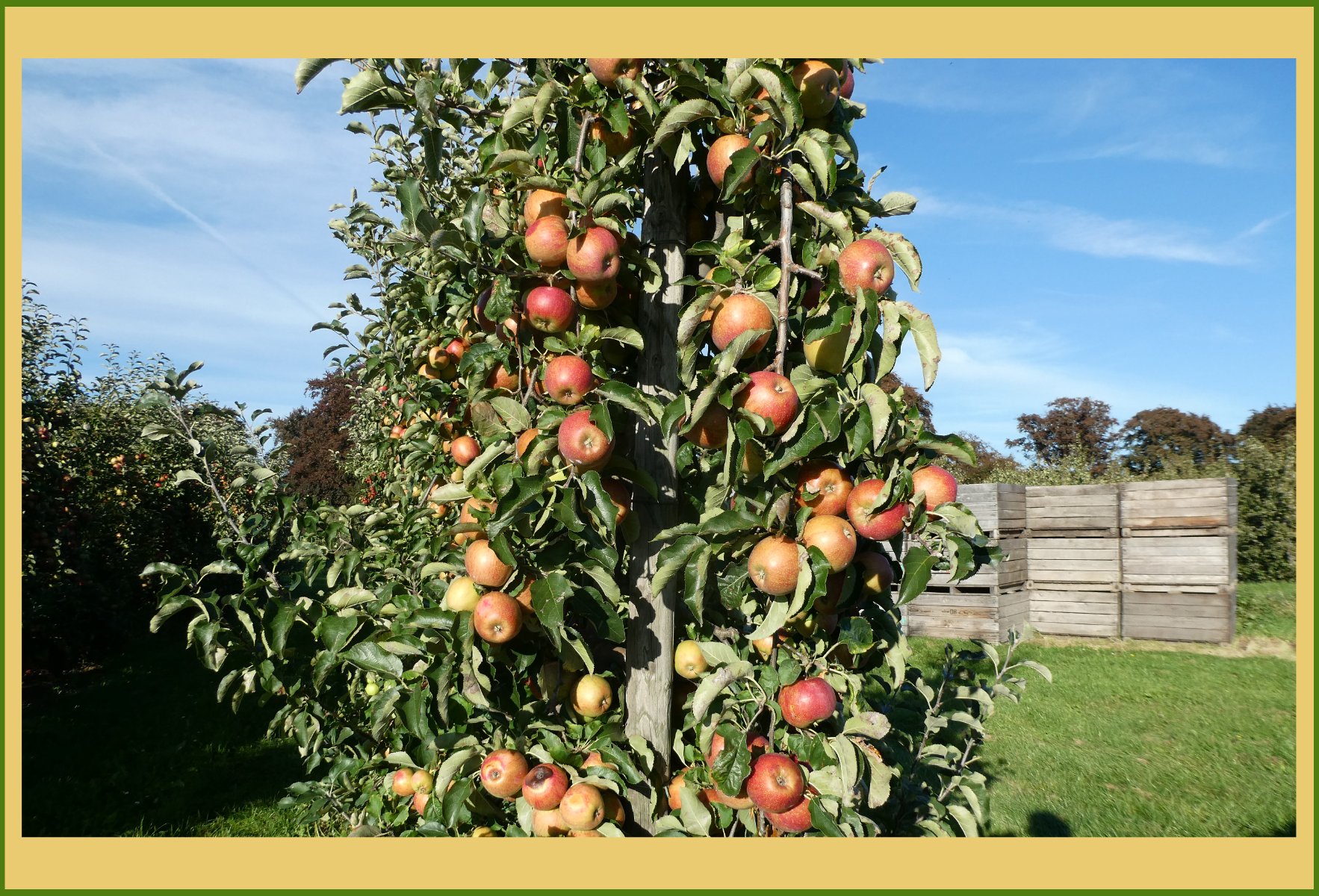 Jigsaw Puzzle | Apples just before picking. Appels juist voor de pluk ...