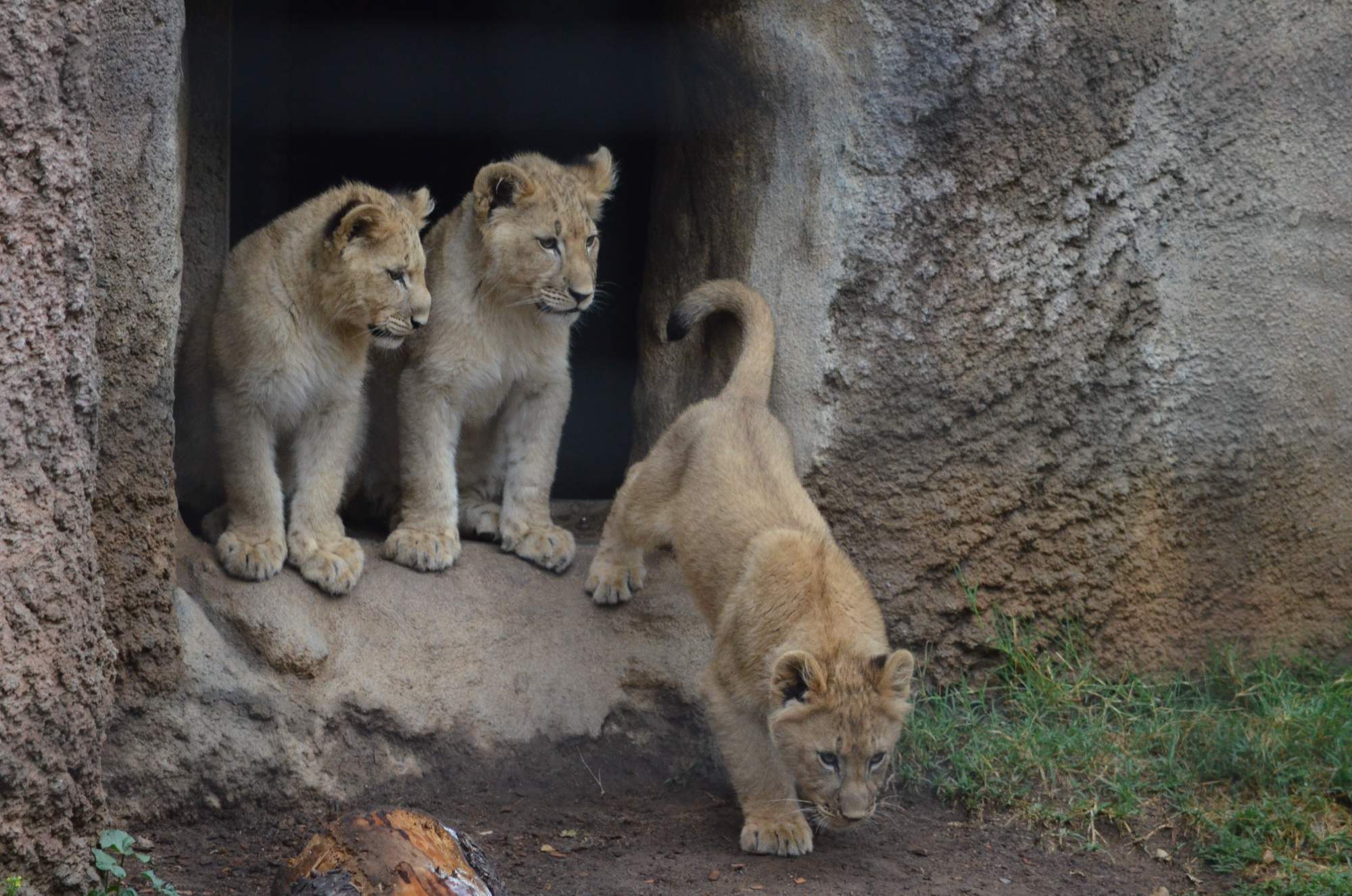 Solve Lion Cubs Jigsaw Puzzle Online With 260 Pieces