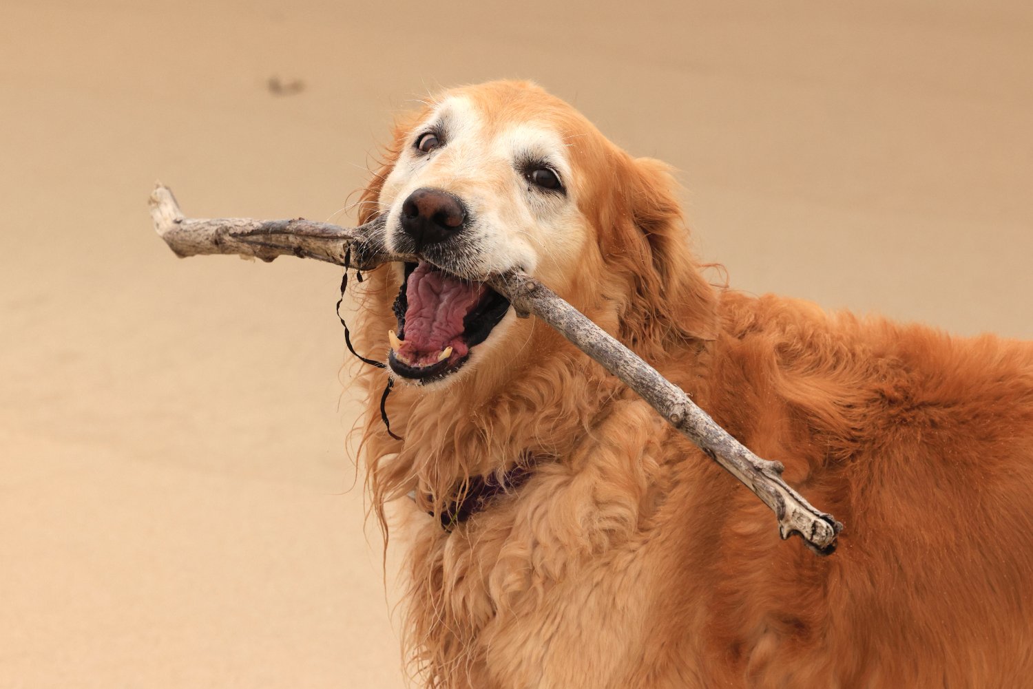 Solve Let's play jigsaw puzzle online with 35 pieces