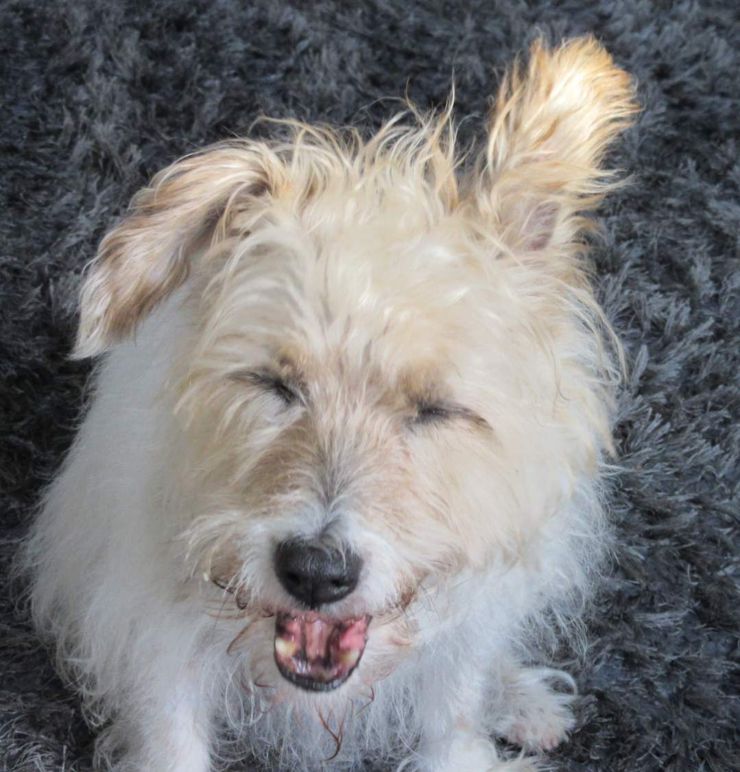 Solve I am having a laugh!!! jigsaw puzzle online with 49 pieces