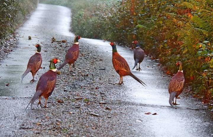 Solve Country traffic jam jigsaw puzzle online with 96 pieces