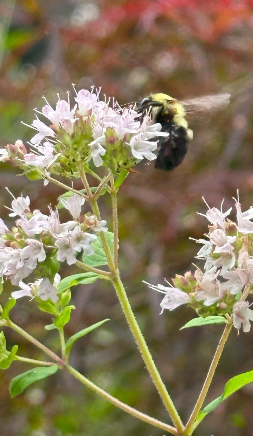 Solve Bumblebee at work jigsaw puzzle online with 66 pieces