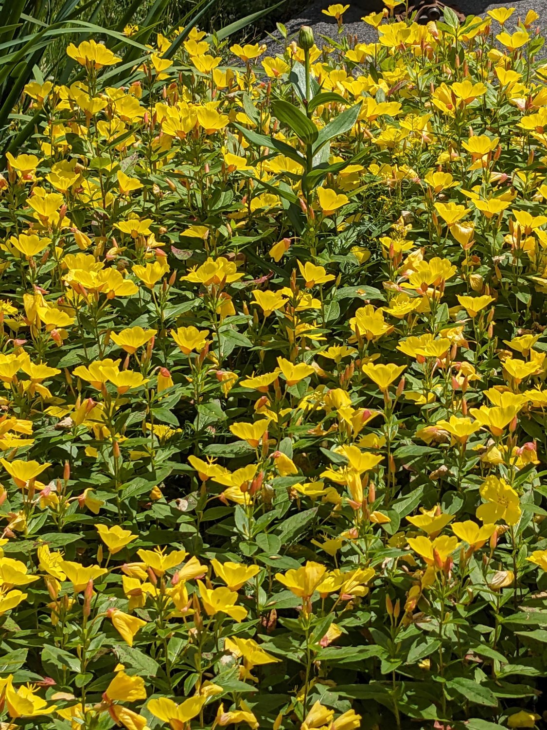 Solve Prarie Sundrops and one confused lily jigsaw puzzle online with ...