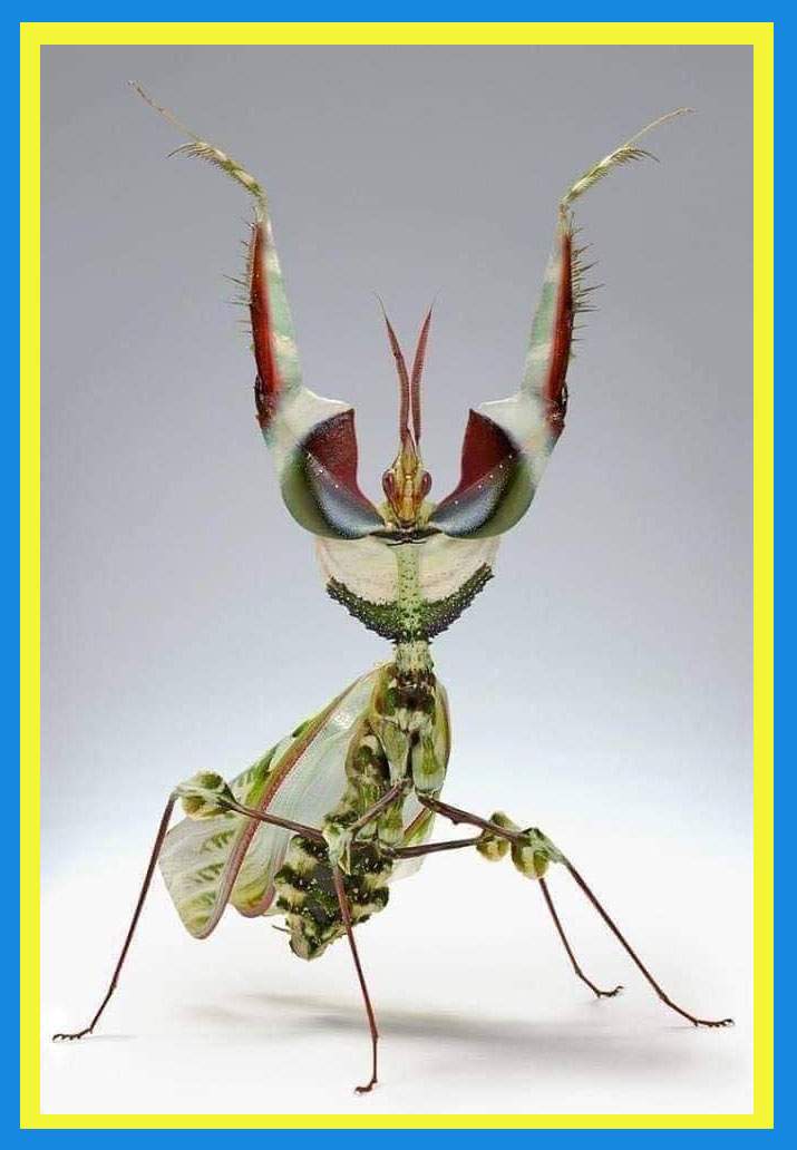 Solve Idolomantis diabolica aka Giant Devil’s Flower Mantis jigsaw ...