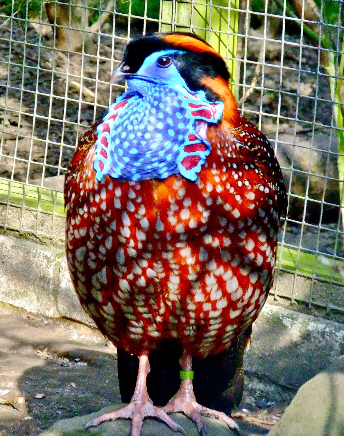 Solve Temminck's Tragopan jigsaw puzzle online with 99 pieces