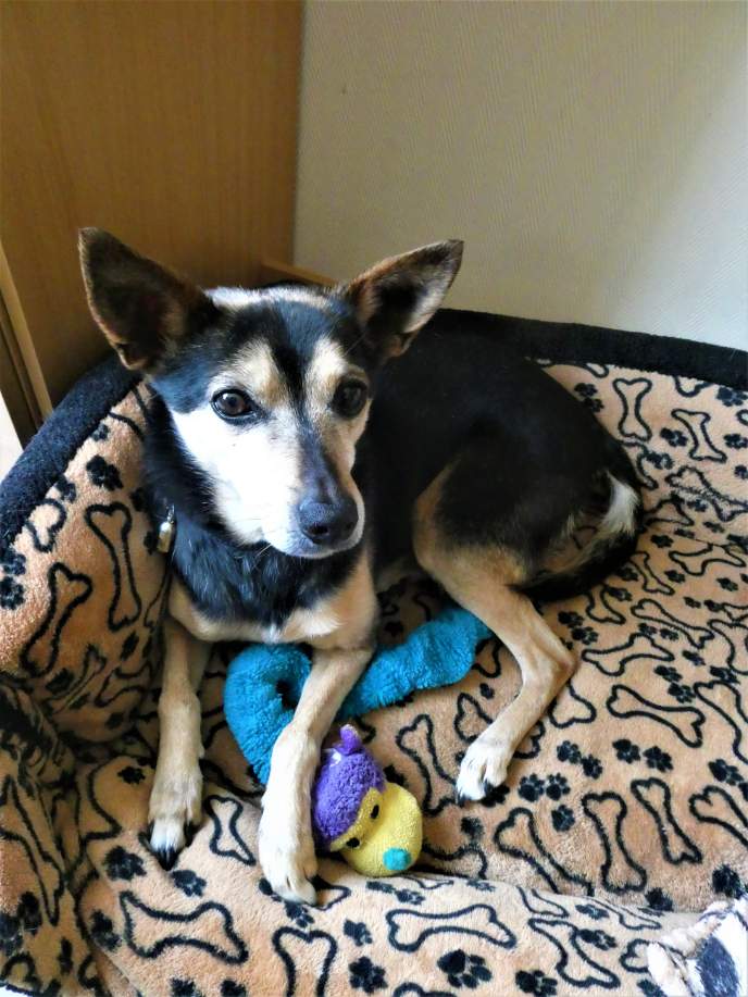 Solve Bambi with her cuddle. It is a mix of a monkey - the head - and a ...