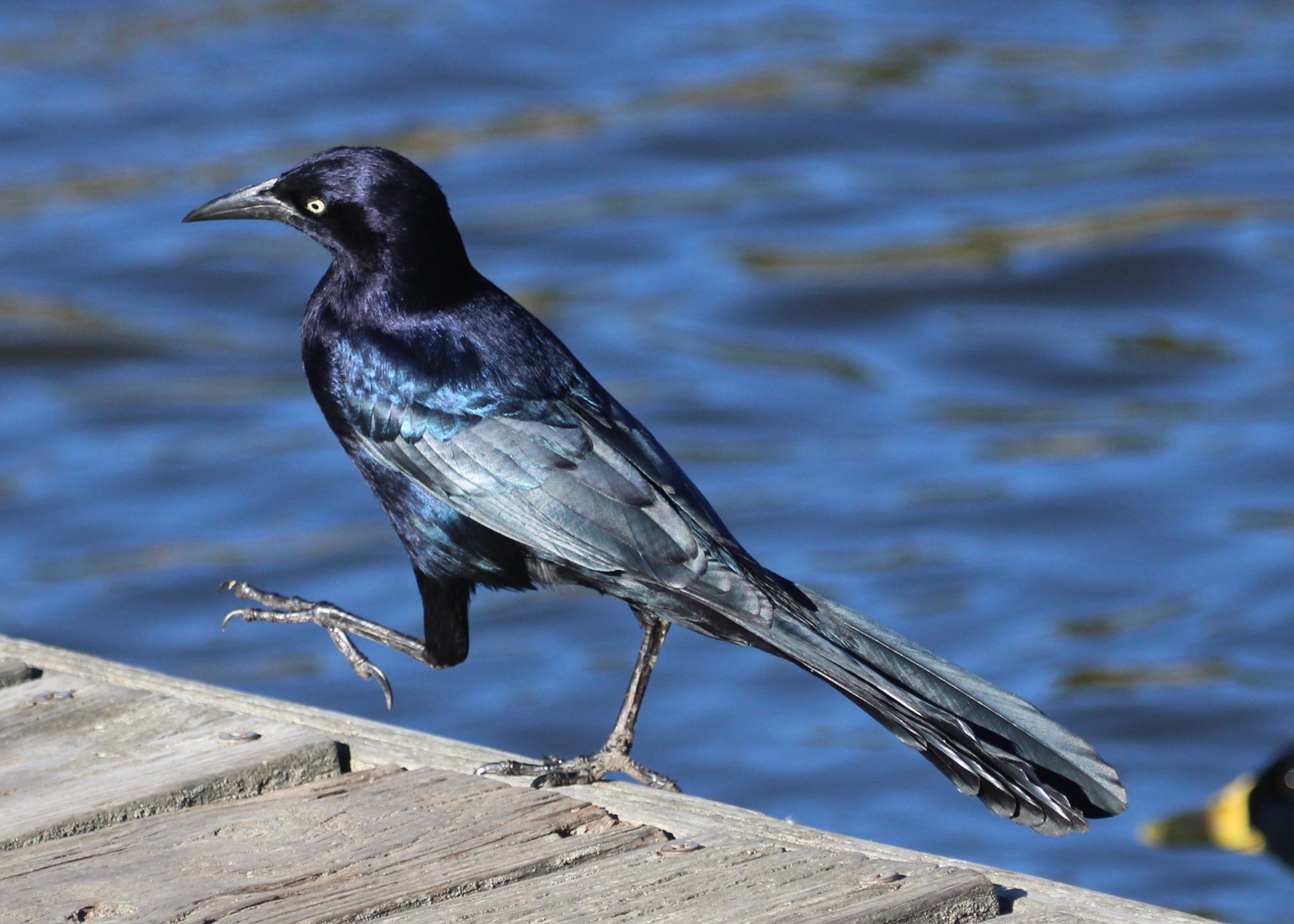 Solve Strutting his stuff! jigsaw puzzle online with 70 pieces