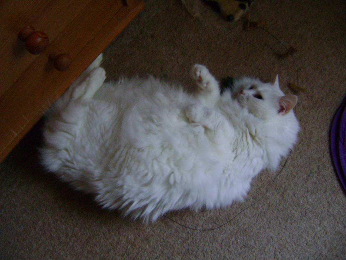 Solve Freya - Wait. Where did it go? I had it a minute ago... jigsaw ...