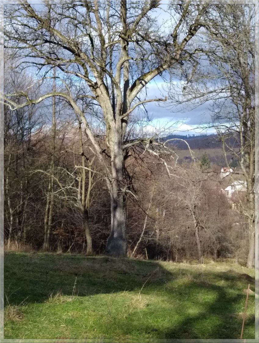 Solve A pear tree that is more than a century old - Více než stoletá ...