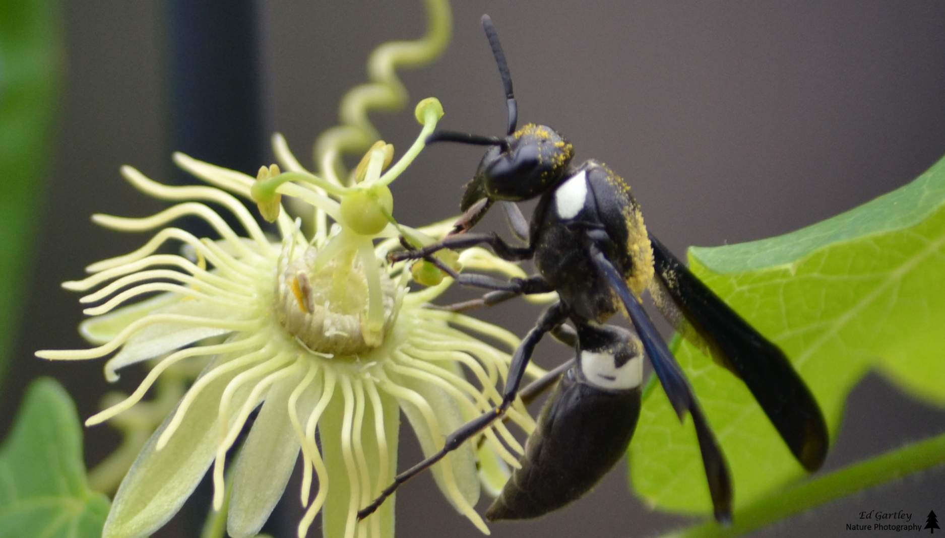 Jigsaw Puzzle | Four-toothed Mason Wasp Monobia quadridens on Passion ...
