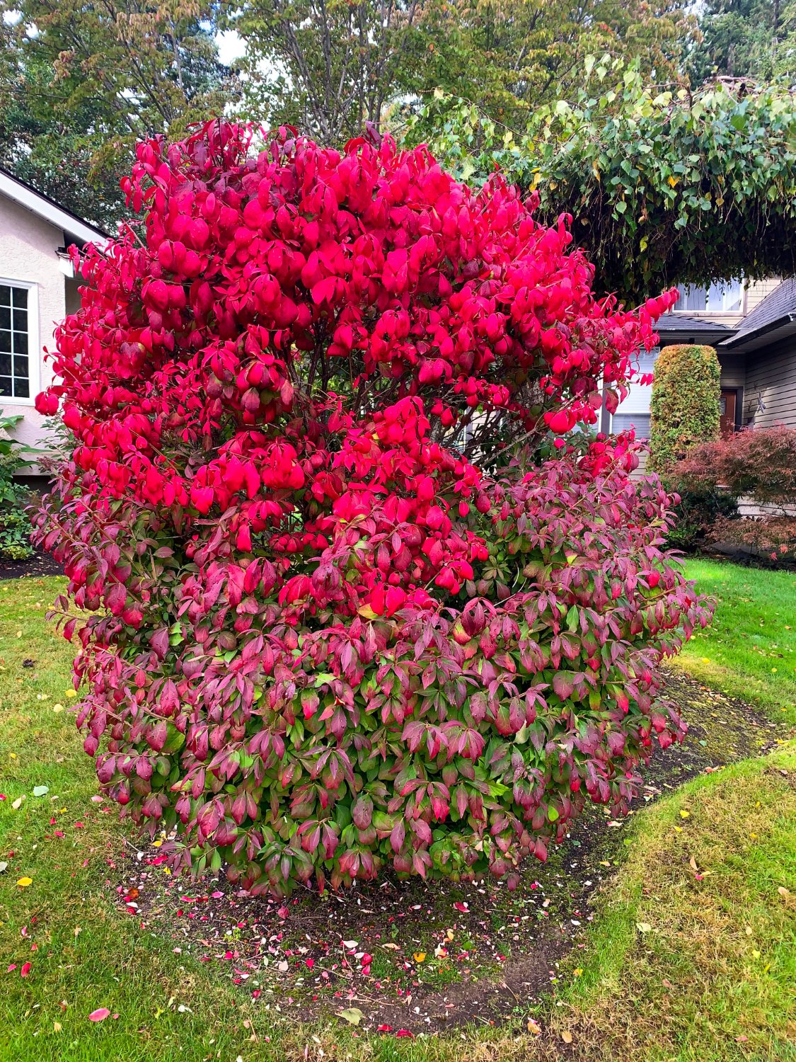 Jigsaw Puzzle | A burning bush | 130 pieces | Jigidi