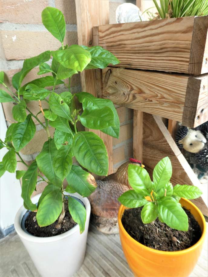 Solve My 'lemon trees', big difference in size. Both the same age ...