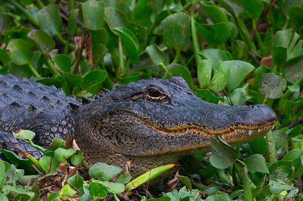 Solve 008 American Alligator by Greg Lavaty jigsaw puzzle online with ...