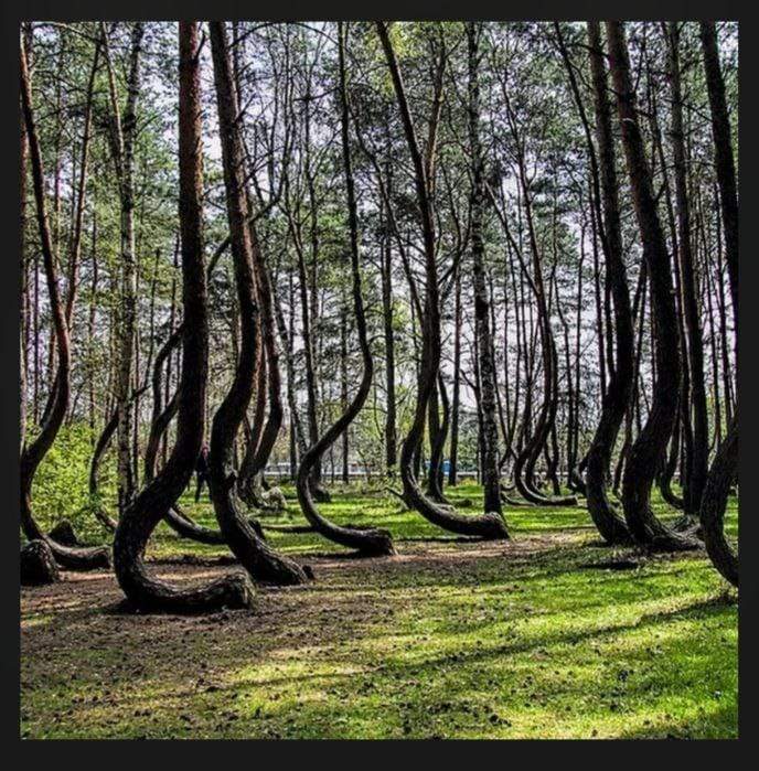 Solve The Falllen Forest, Griffin, Poland jigsaw puzzle online with 64 ...