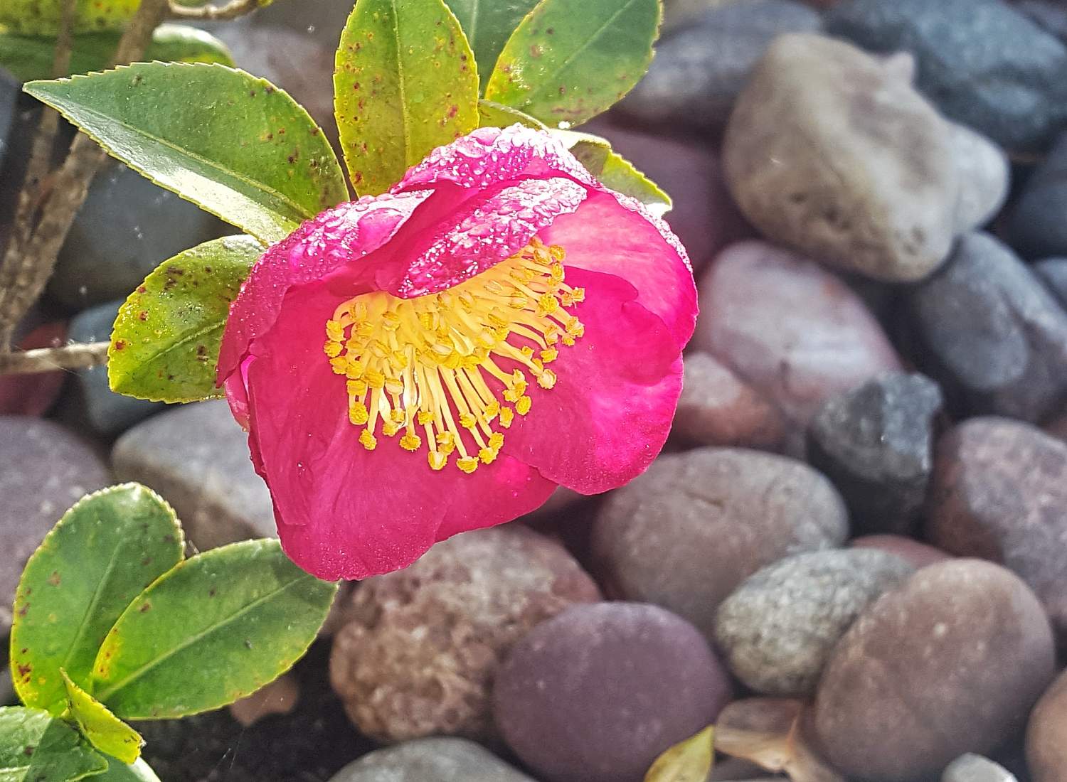 Solve Yuletide Camellia with Dew on Rocks jigsaw puzzle online with 70 ...