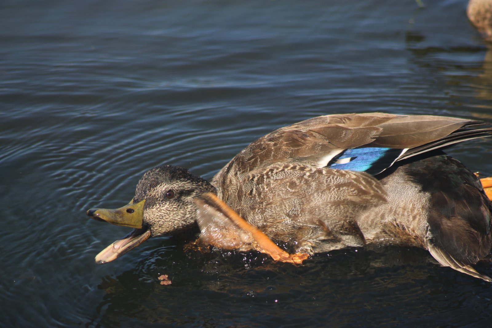 Solve What a quack up jigsaw puzzle online with 40 pieces