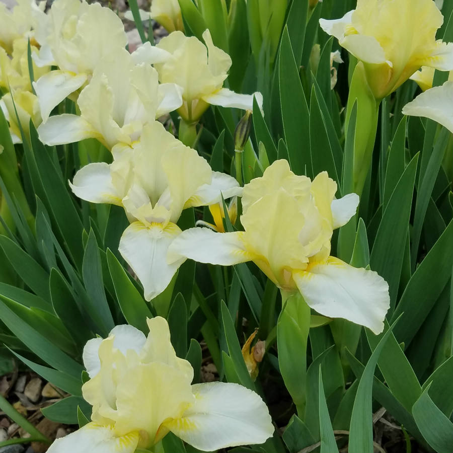 Jigsaw Puzzle | Miniature Dwarf Bearded Iris 'Lemon Puff ' | 64 pieces ...