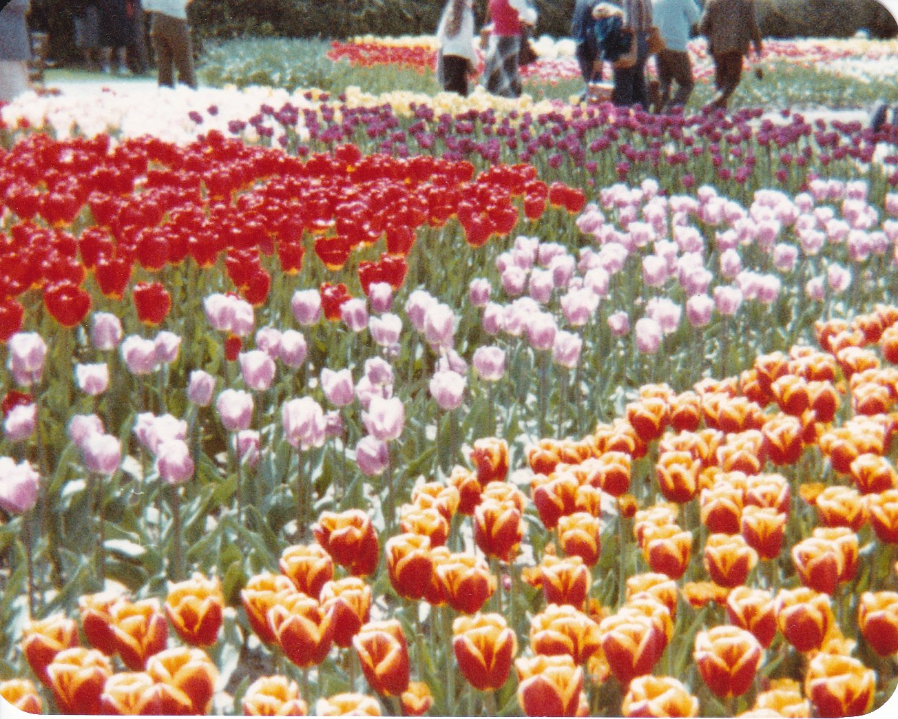 Solve Spalding flowers & parade (UK) around 1977 (CE) 1 of 18 or so ...