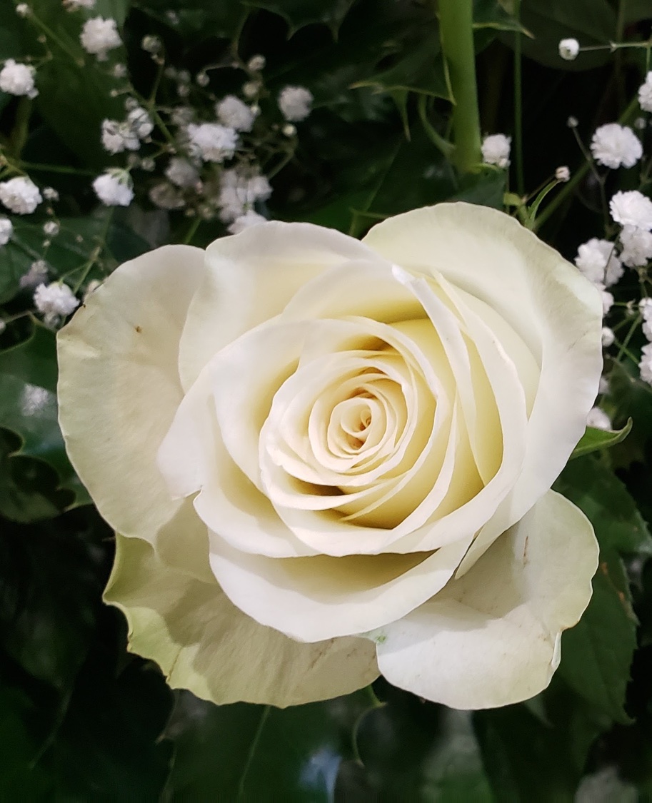 Solve White Rose jigsaw puzzle online with 12 pieces