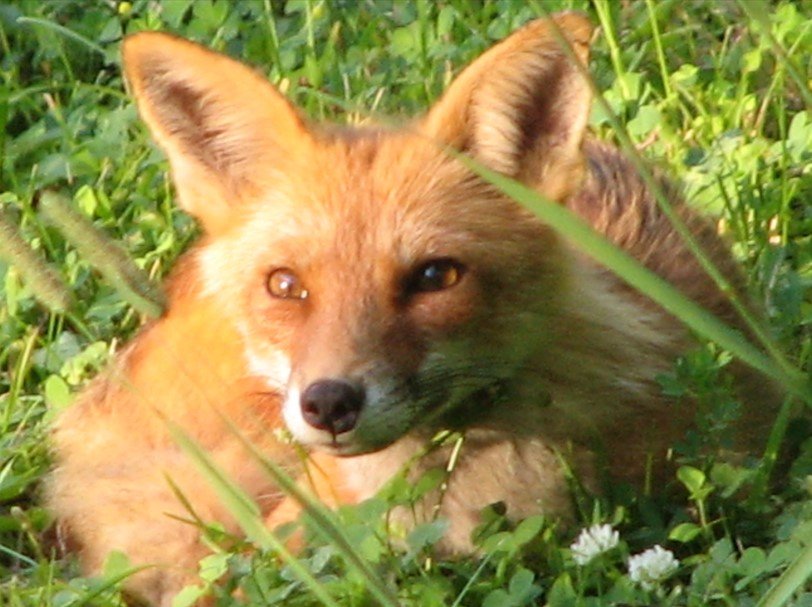 Solve MY FAVORITE FOX jigsaw puzzle online with 130 pieces