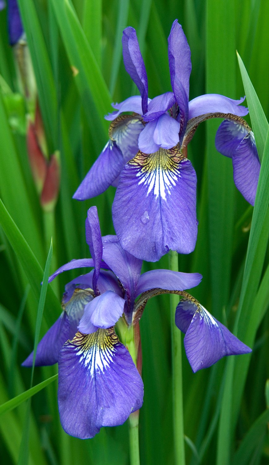 Solve Siberian Iris jigsaw puzzle online with 170 pieces
