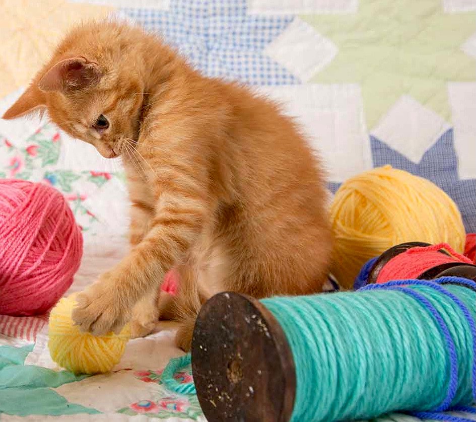 Solve KITTY PLAYS BALL jigsaw puzzle online with 56 pieces