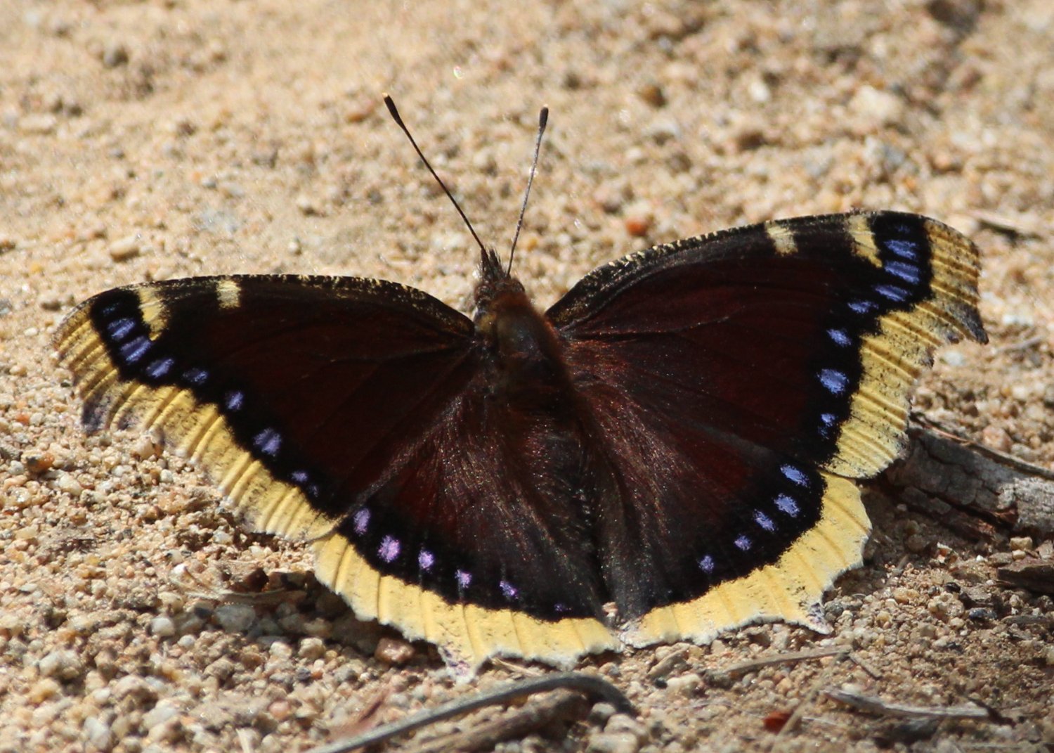 Solve Mourning Cloak Butterfly, Buena Vista Park, Vista, California ...