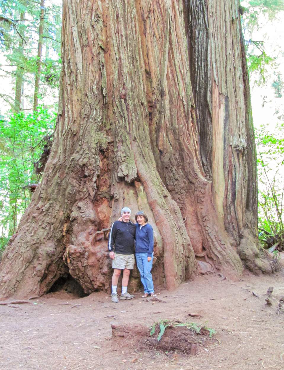 Solve REDWOOD TREE jigsaw puzzle online with 70 pieces