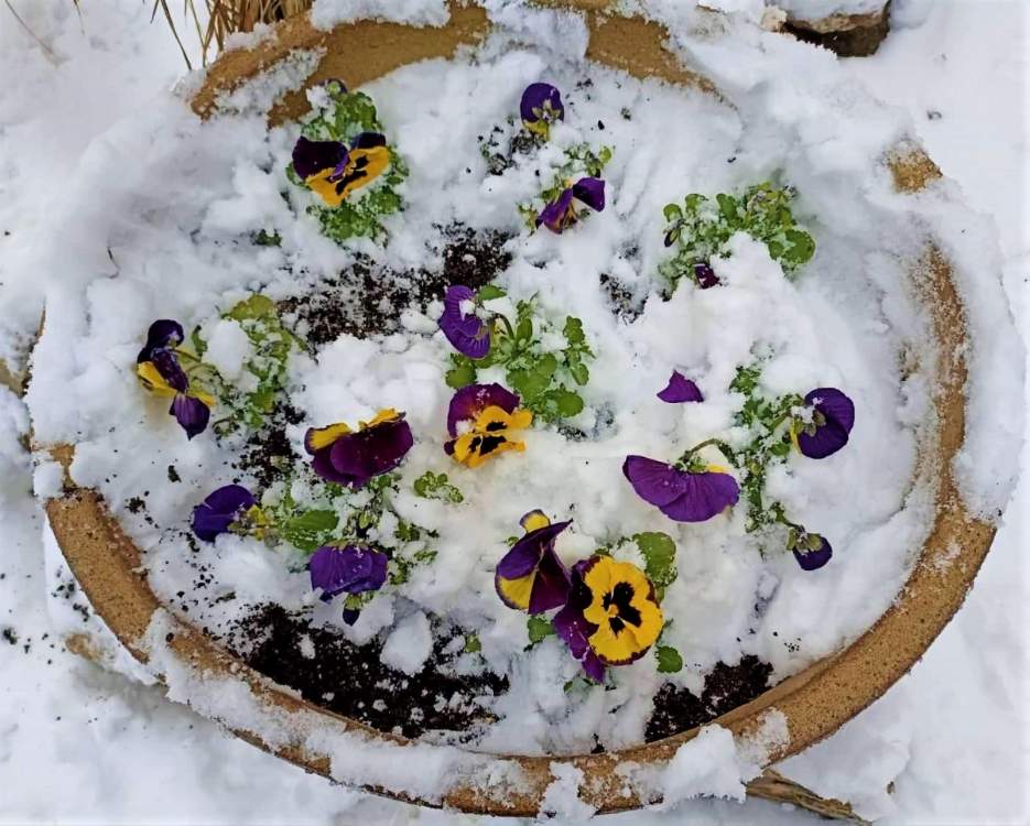 Solve Jaro - Spring jigsaw puzzle online with 12 pieces