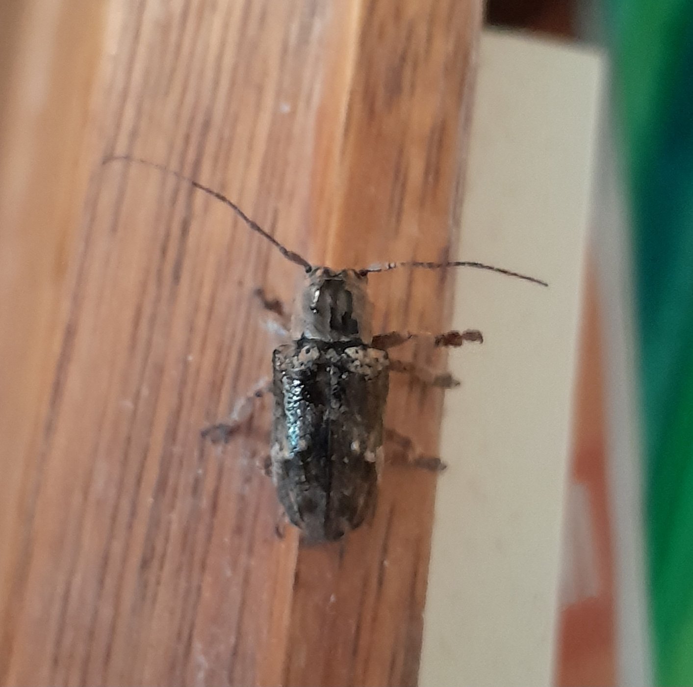 Solve Interesting bug jigsaw puzzle online with 49 pieces