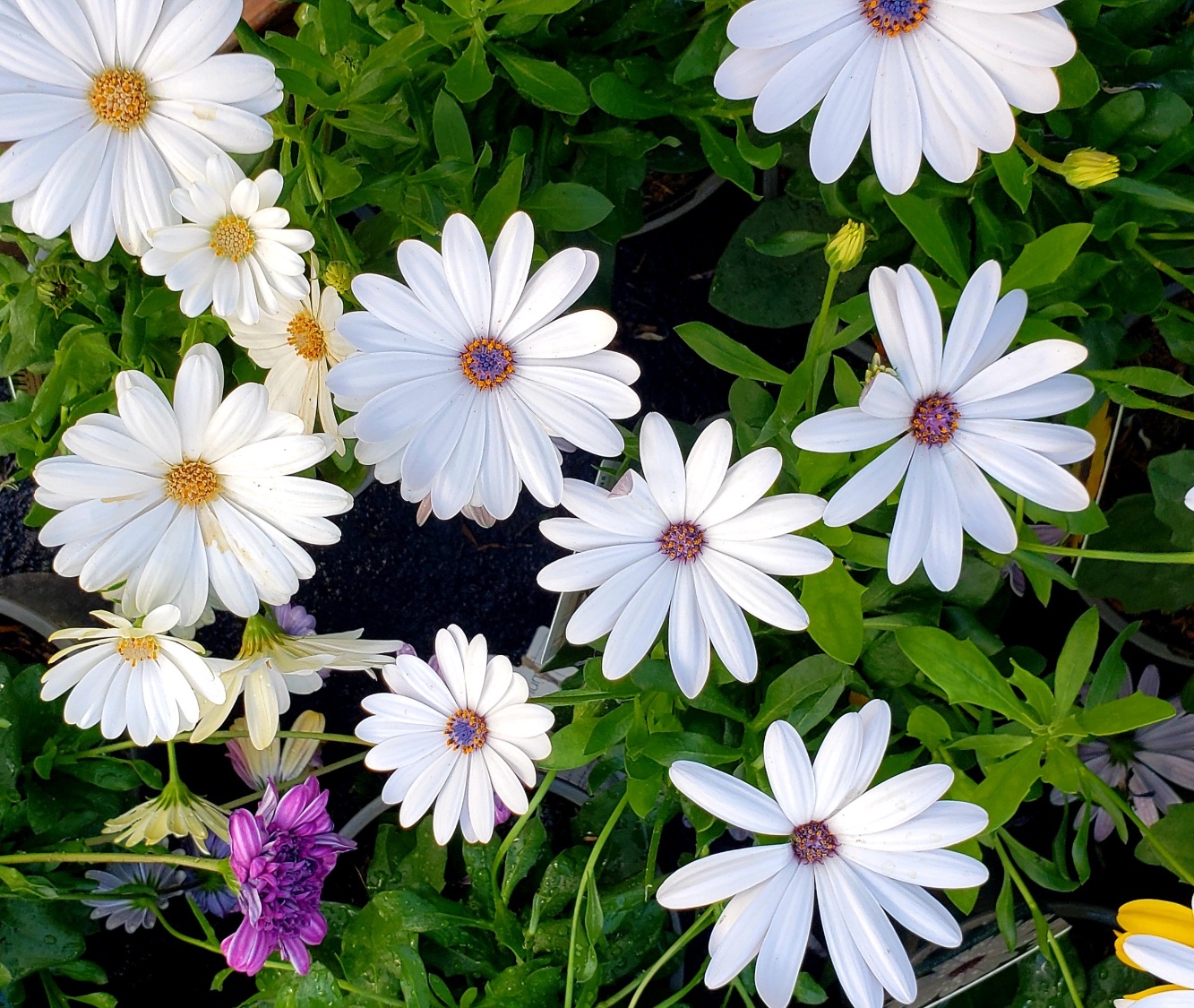 Jigsaw Puzzle | 30 pieces | Flowers | Jigidi
