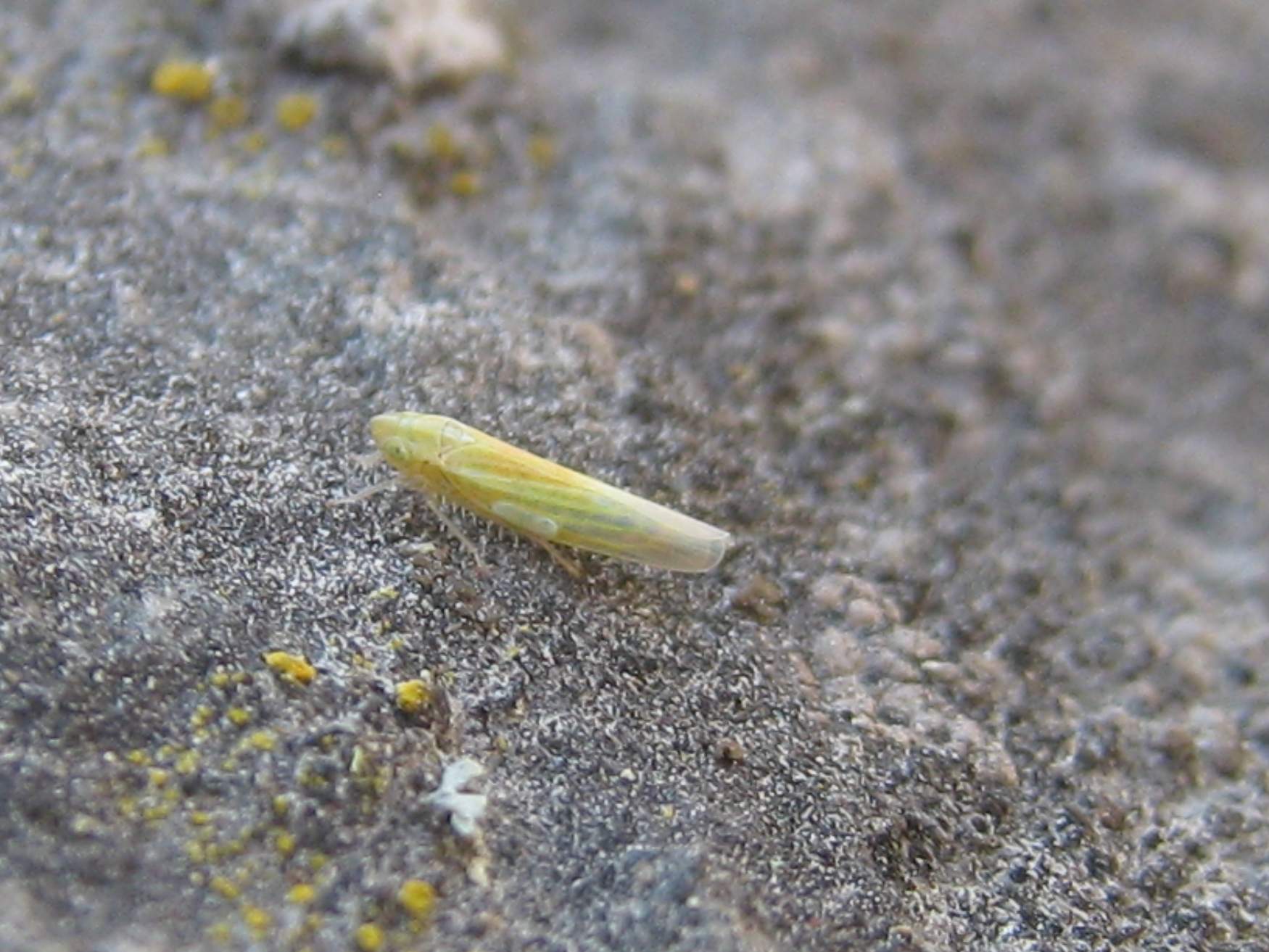 Solve Itty bitty hopper jigsaw puzzle online with 154 pieces