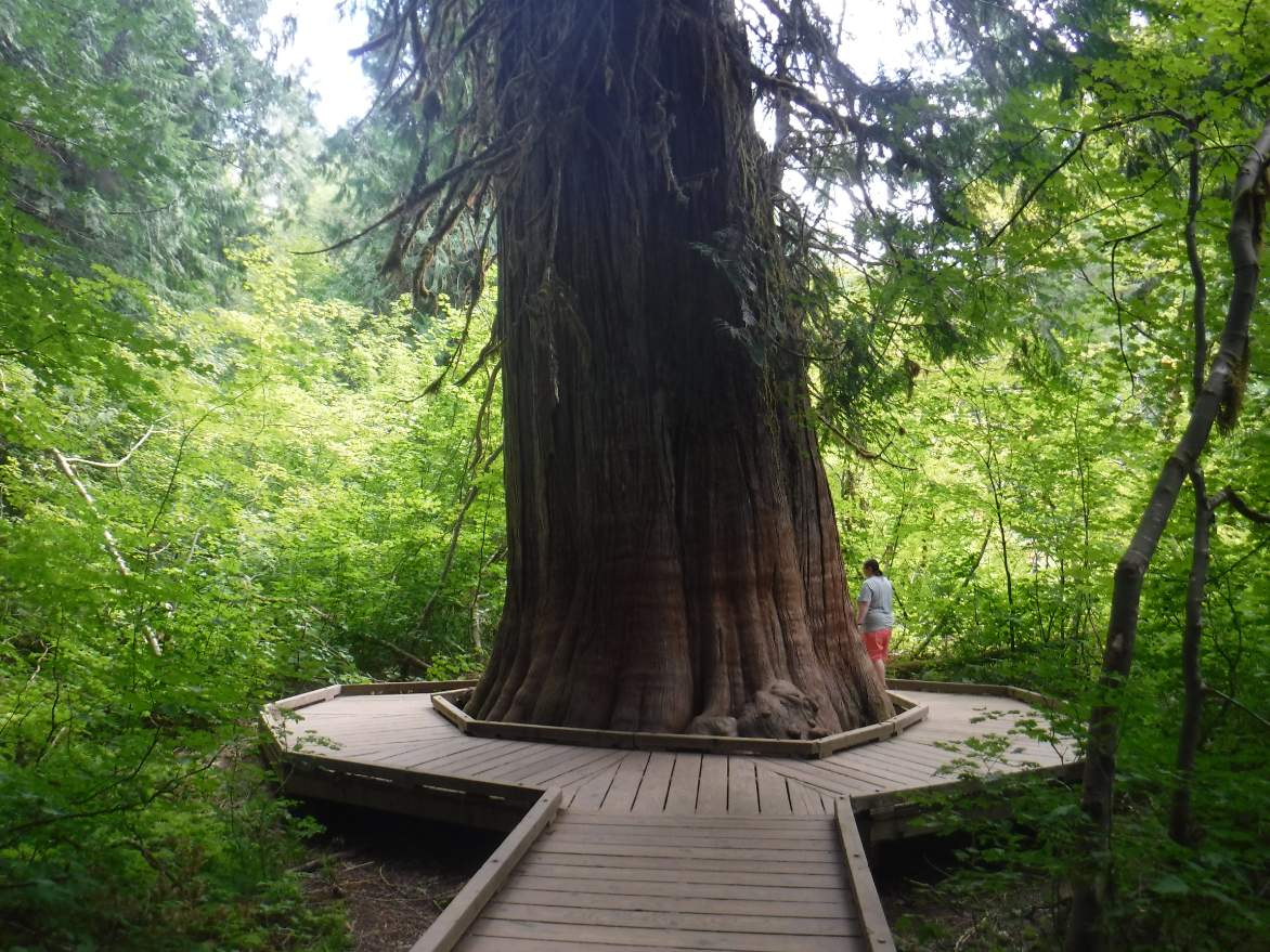 Solve Mt. Rainier National Park, Washington state, USA jigsaw puzzle ...