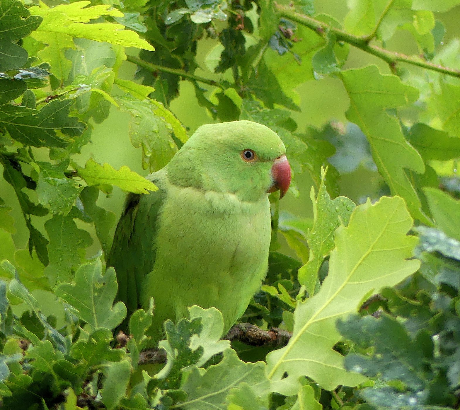 Solve green!!! jigsaw puzzle online with 56 pieces