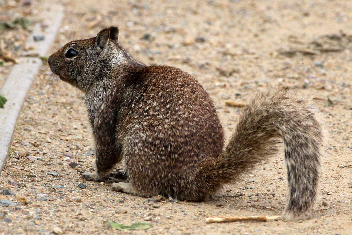 Solve California Ground Squirrel, Lagoon Trail, Del Mar, California ...