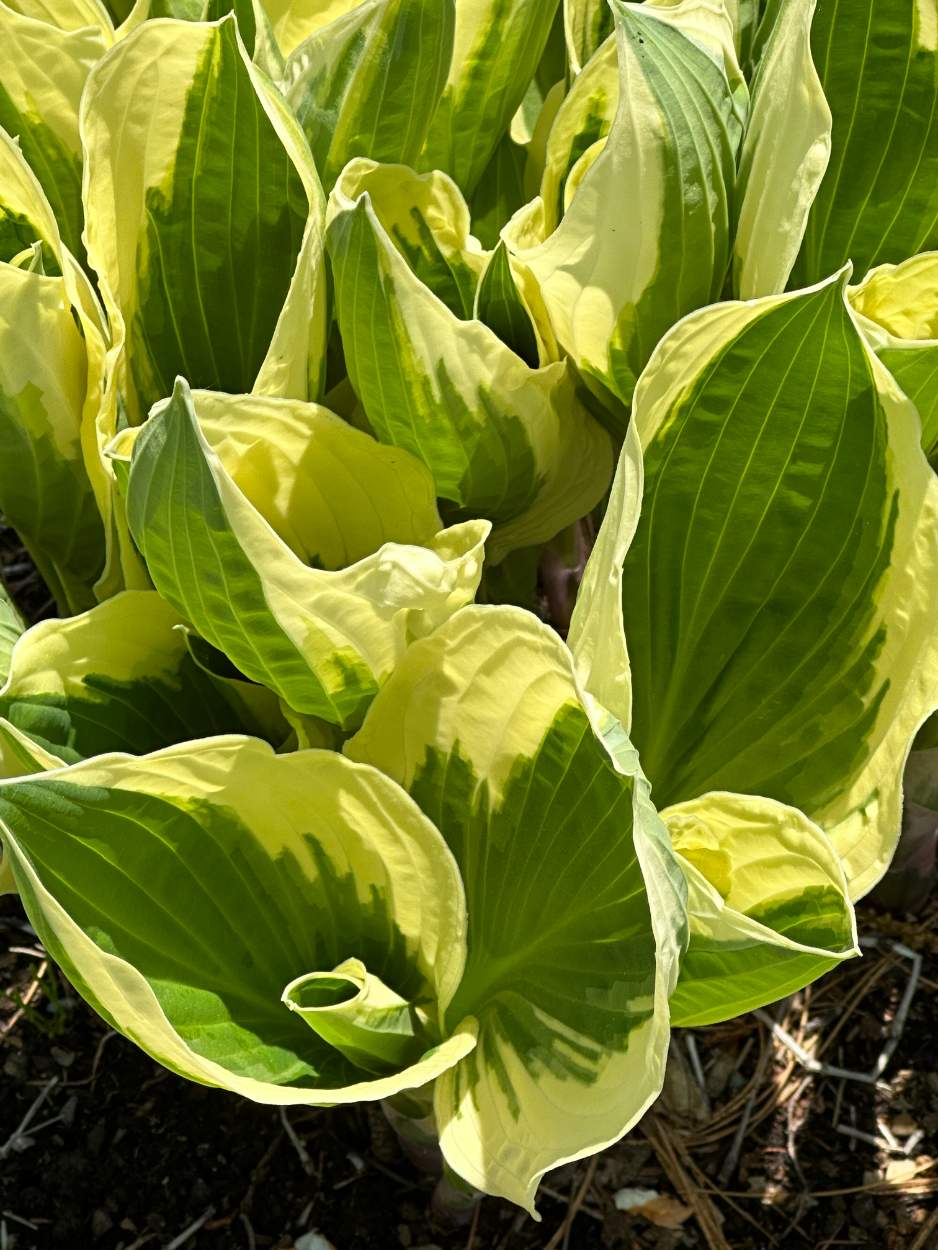 Jigsaw Puzzle | Hosta bouquet | 70 pieces | Jigidi