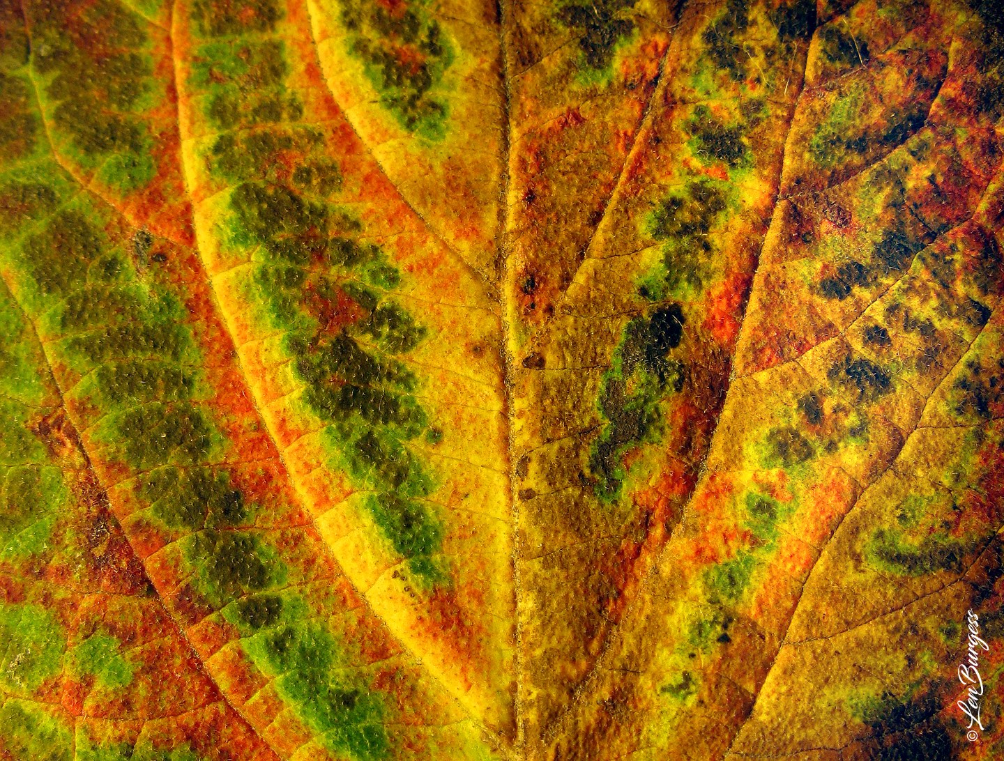 Solve LEAF macro 11'16 _0002 jigsaw puzzle online with 204 pieces