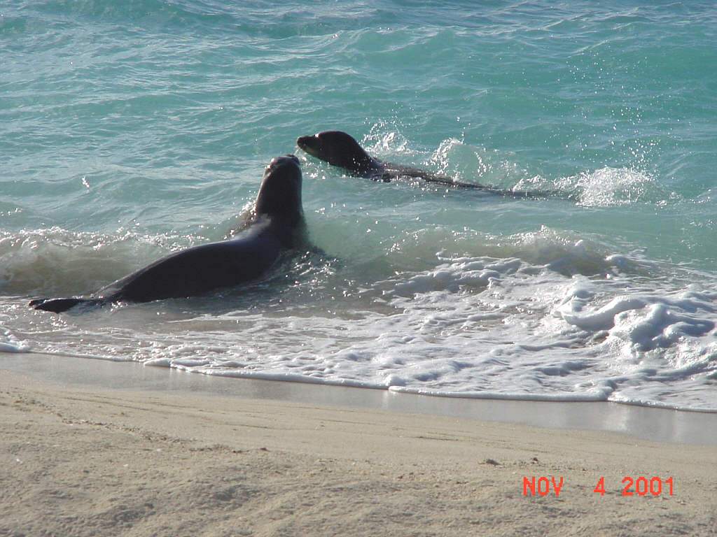 Solve Seals at French Frigate Shoals (0725) jigsaw puzzle online with ...