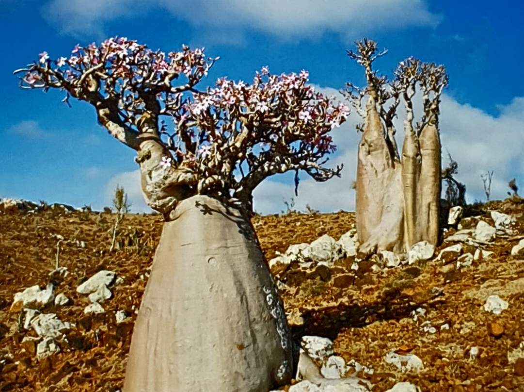 Solve DESERT ROSE TREES... jigsaw puzzle online with 35 pieces