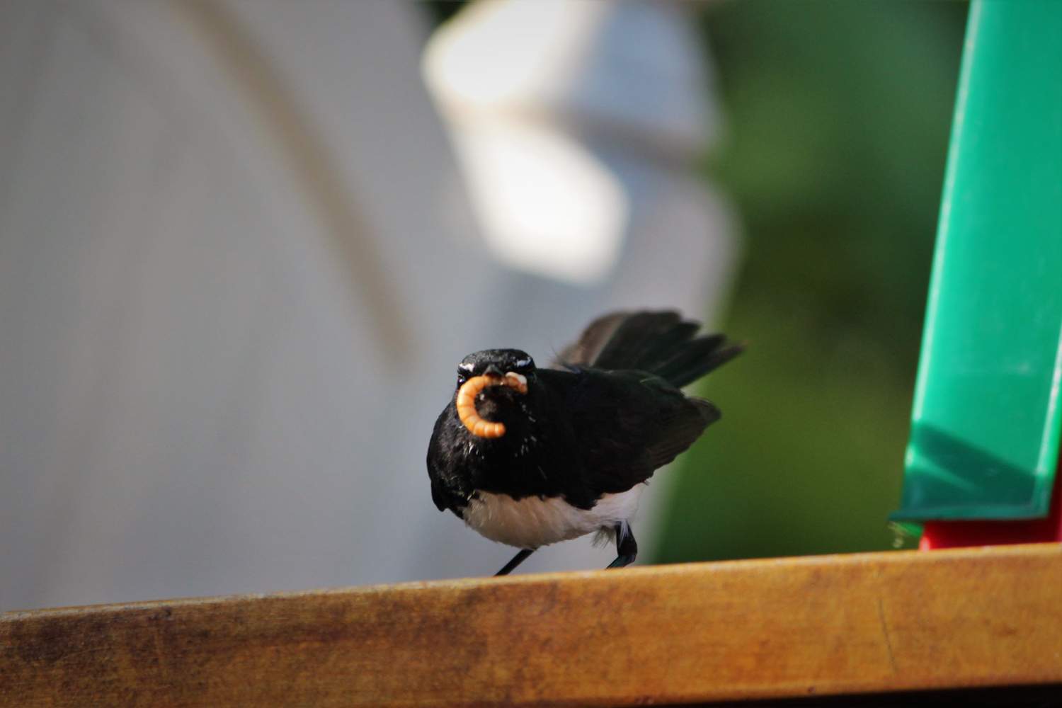 Solve Our wild little Willy Wagtails 4 jigsaw puzzle online with 70 pieces
