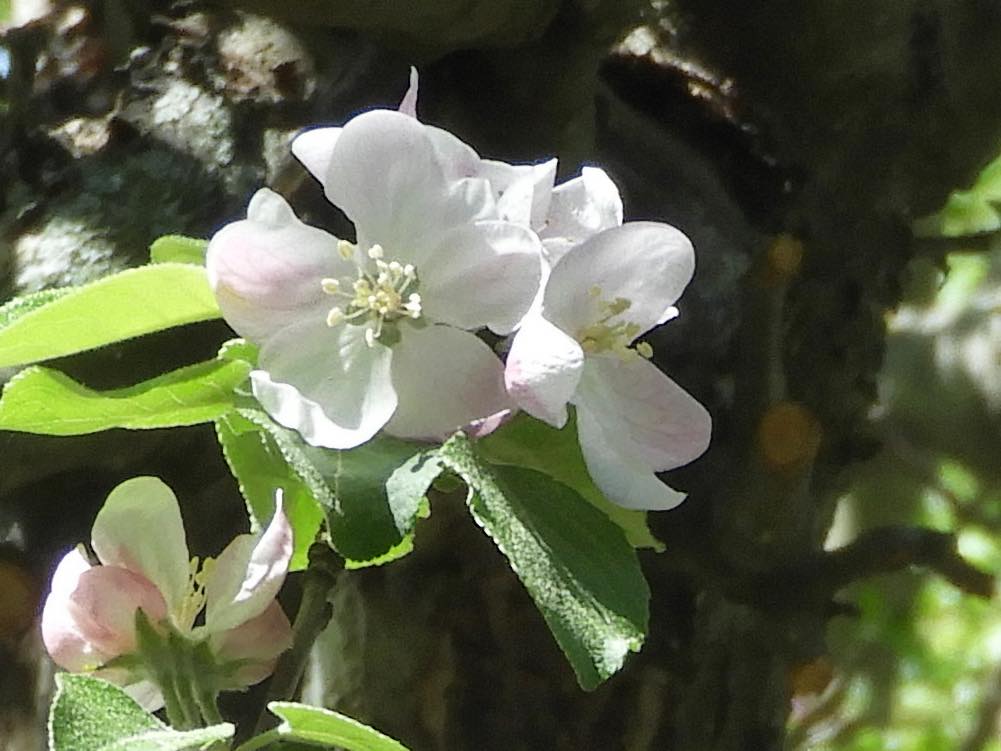 Solve Apple blossoms jigsaw puzzle online with 20 pieces