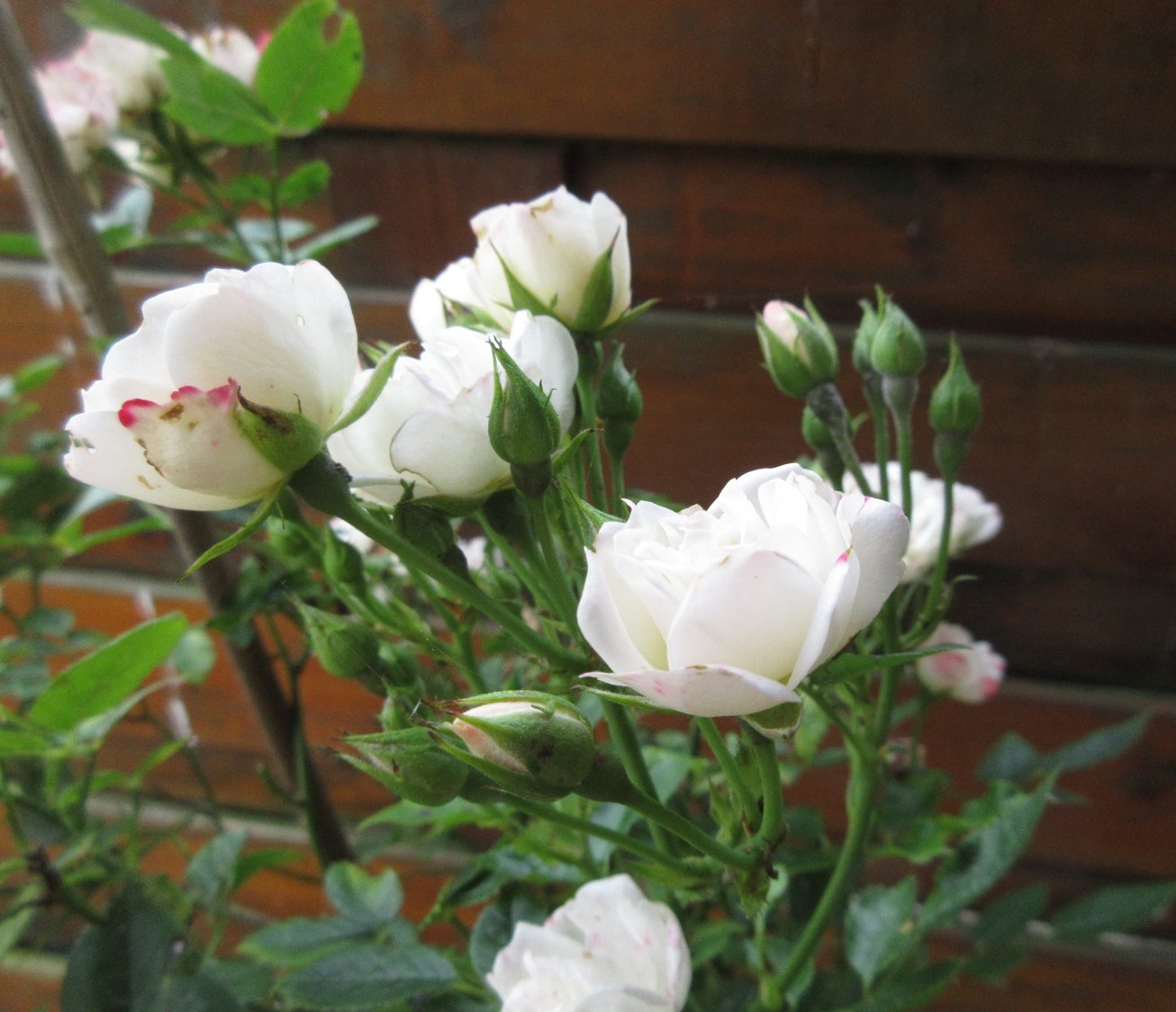 Solve White "Circus Rose" -- close up jigsaw puzzle online with 30 pieces
