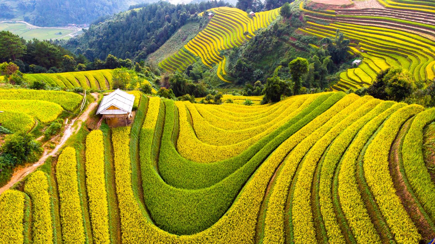 Solve Over the green and yellow rice fields jigsaw puzzle online with ...